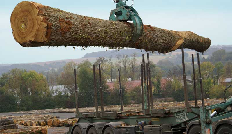 Approvisionnement en bois de la scierie en France