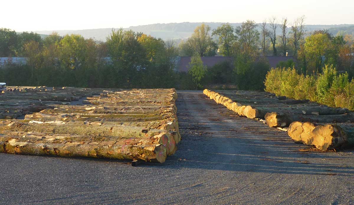 Les grumes de bois et grume de chêne proposés par la scierie