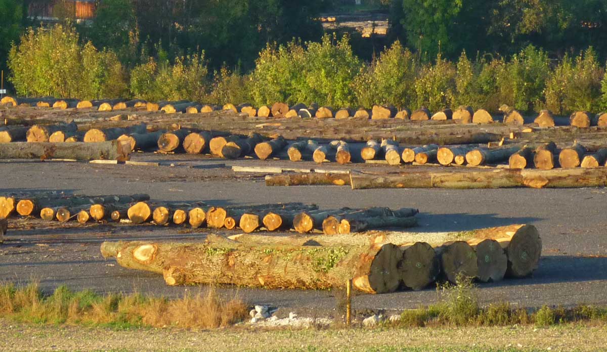 Les grumes de bois et grume de chêne proposés par la scierie